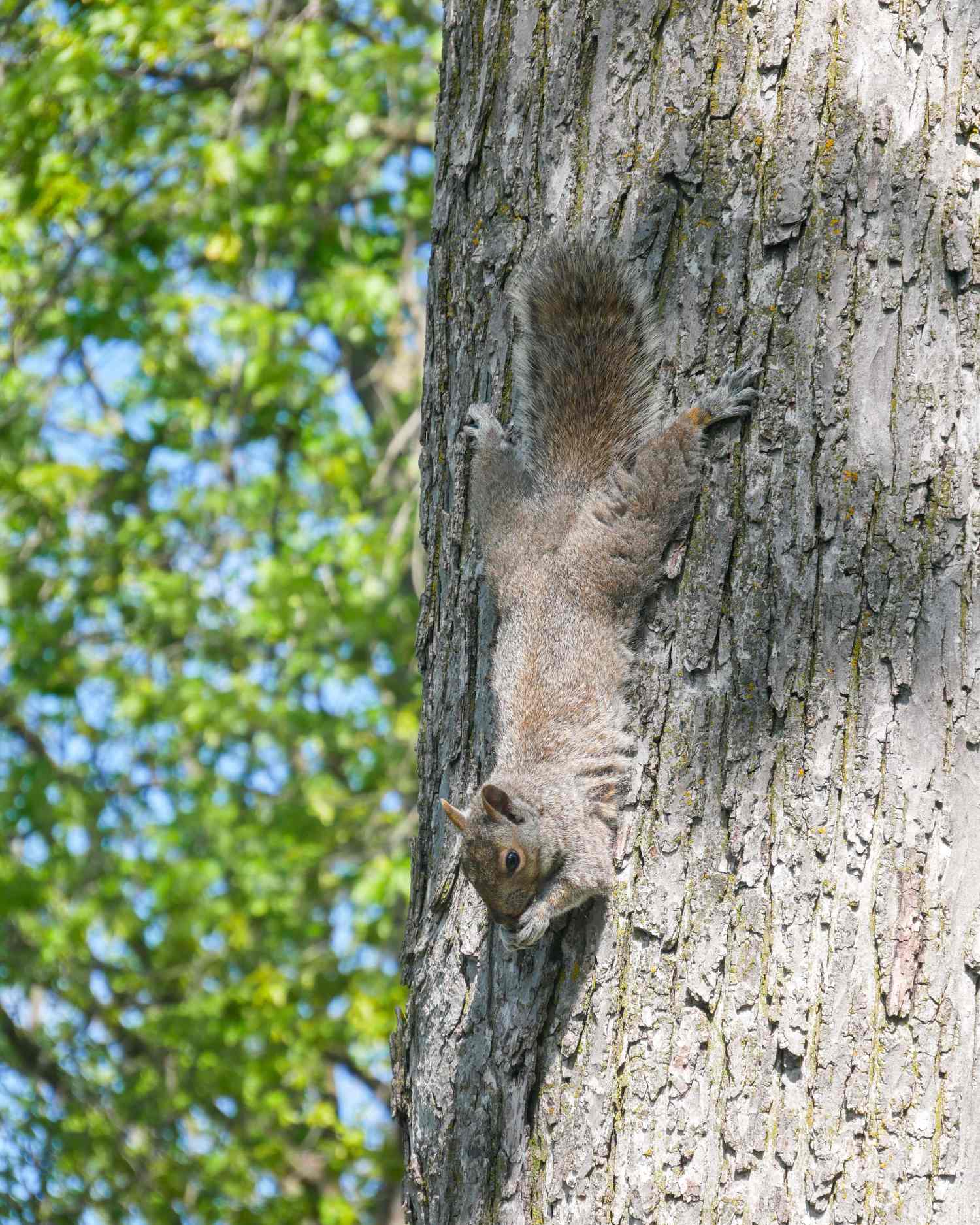 Quand visiter Montréal : guide complet des saisons – Le temps d'un week ...